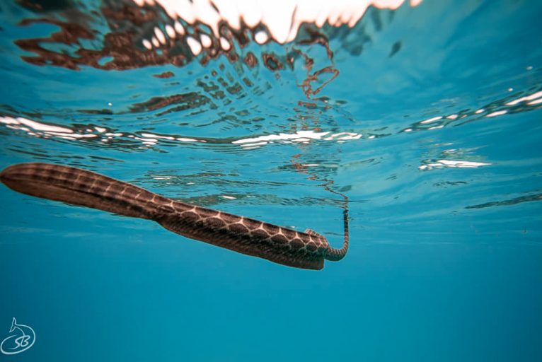 First recorded sighting of rare sea snake on Ningaloo Reef, WA ...