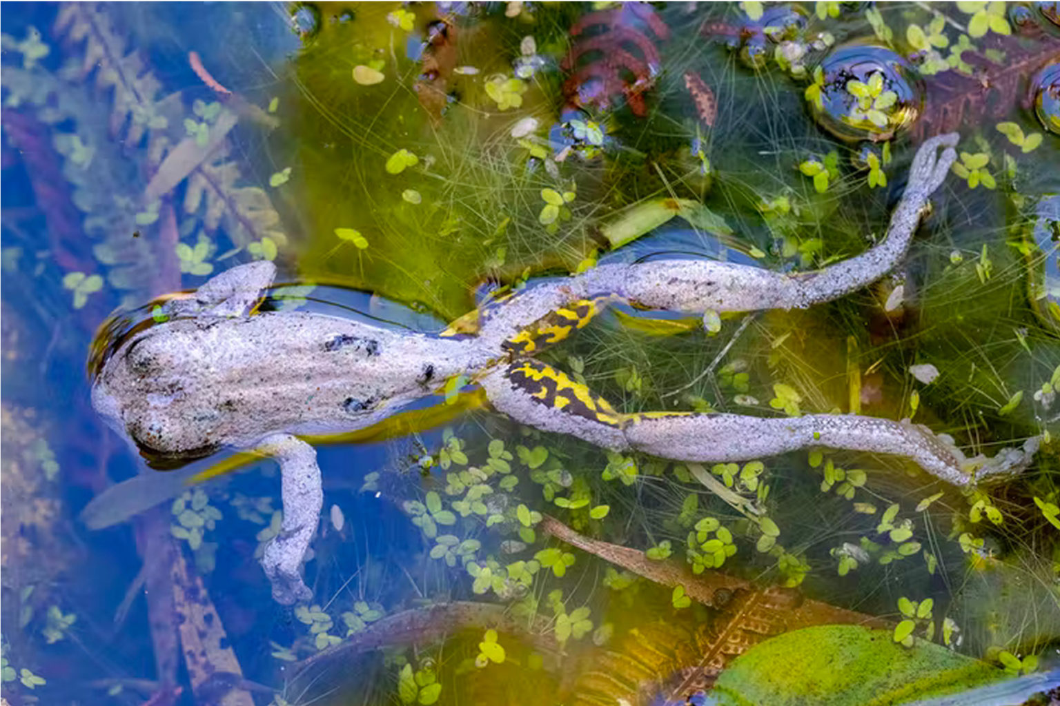 Sydneysiders: don’t sleep on the red-crowned toadlet | AusGeo