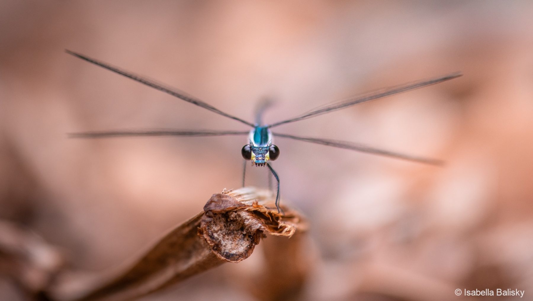 Winners: Australian Geographic Nature Photographer of the Year 2022 ...