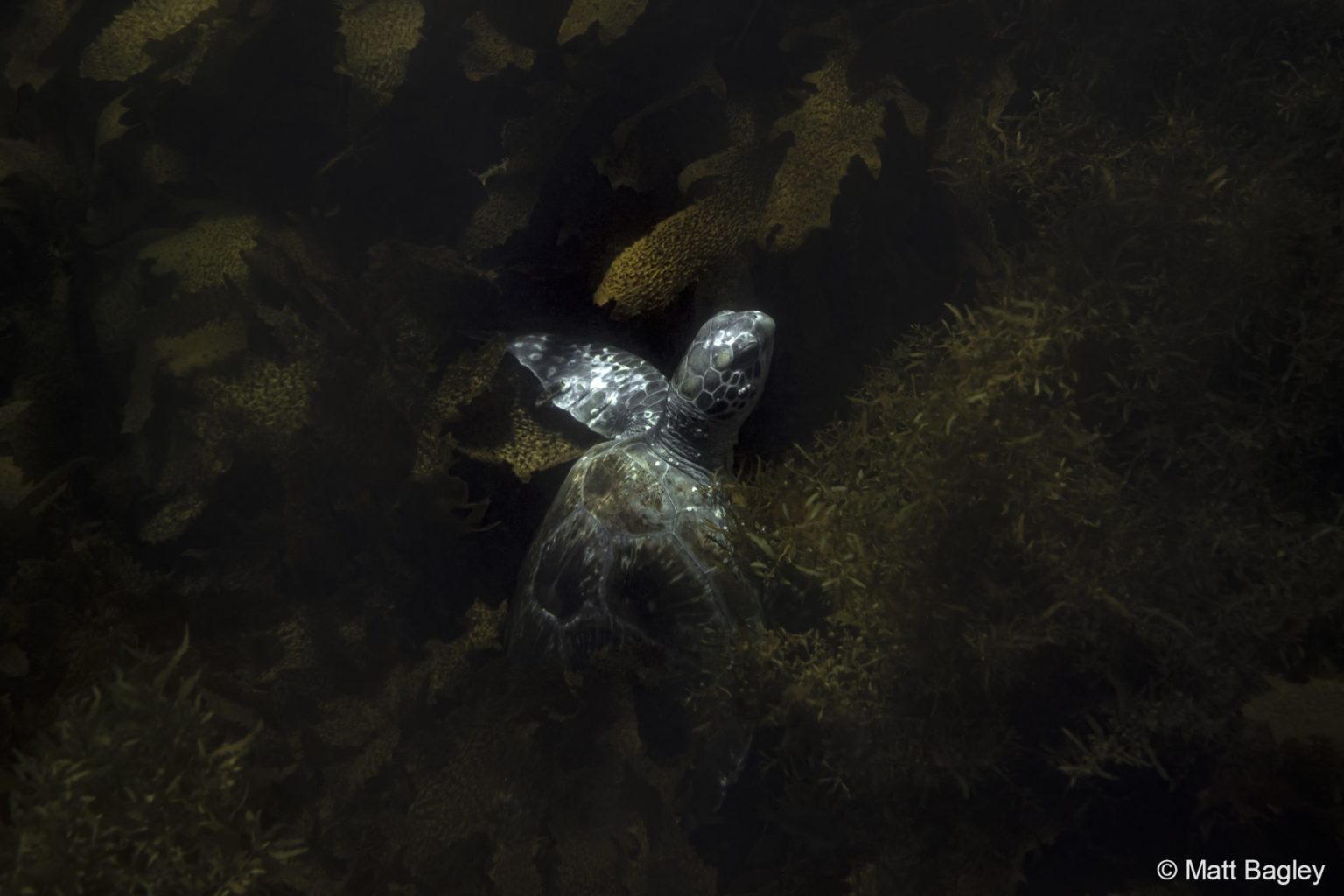 AG Nature Photographer of the Year 2022: Threatened Species shortlist ...