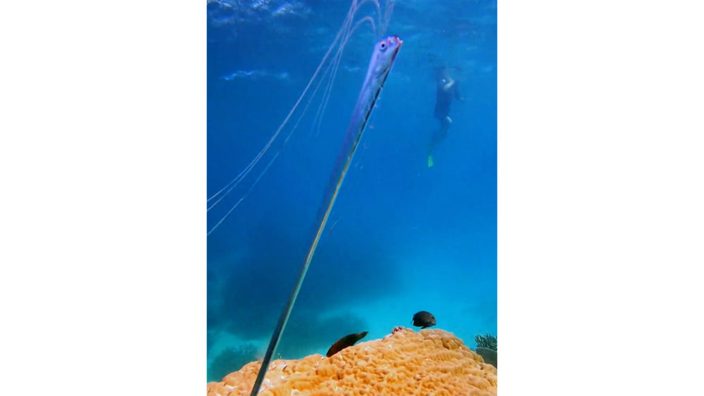 Video: Rare 'mirror-like' oarfish dances for the camera - Australian ...