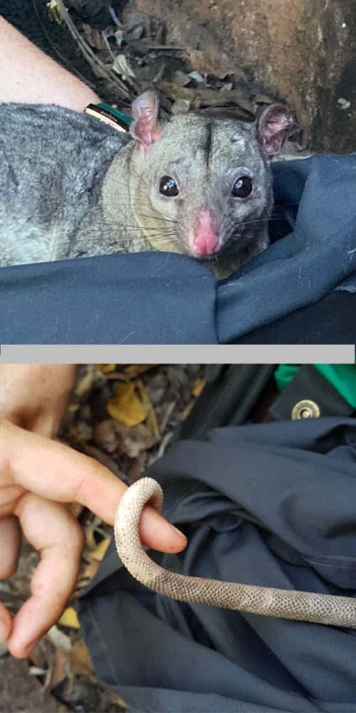 Rare possum caught for first time in the NT, enticed by peanut butter ...