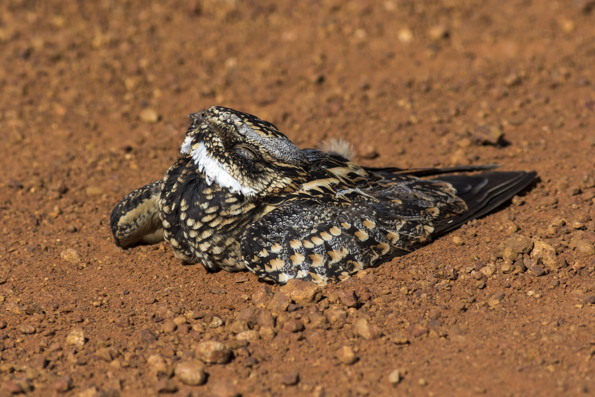 The great eared nightjar looks like a baby dragon - Australian Geographic
