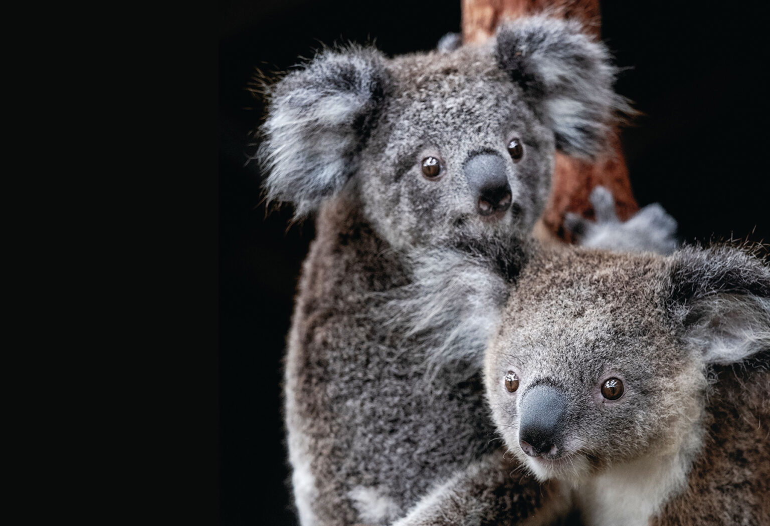 Fact File: Koala (Phascolarctos cinereus) - Australian Geographic
