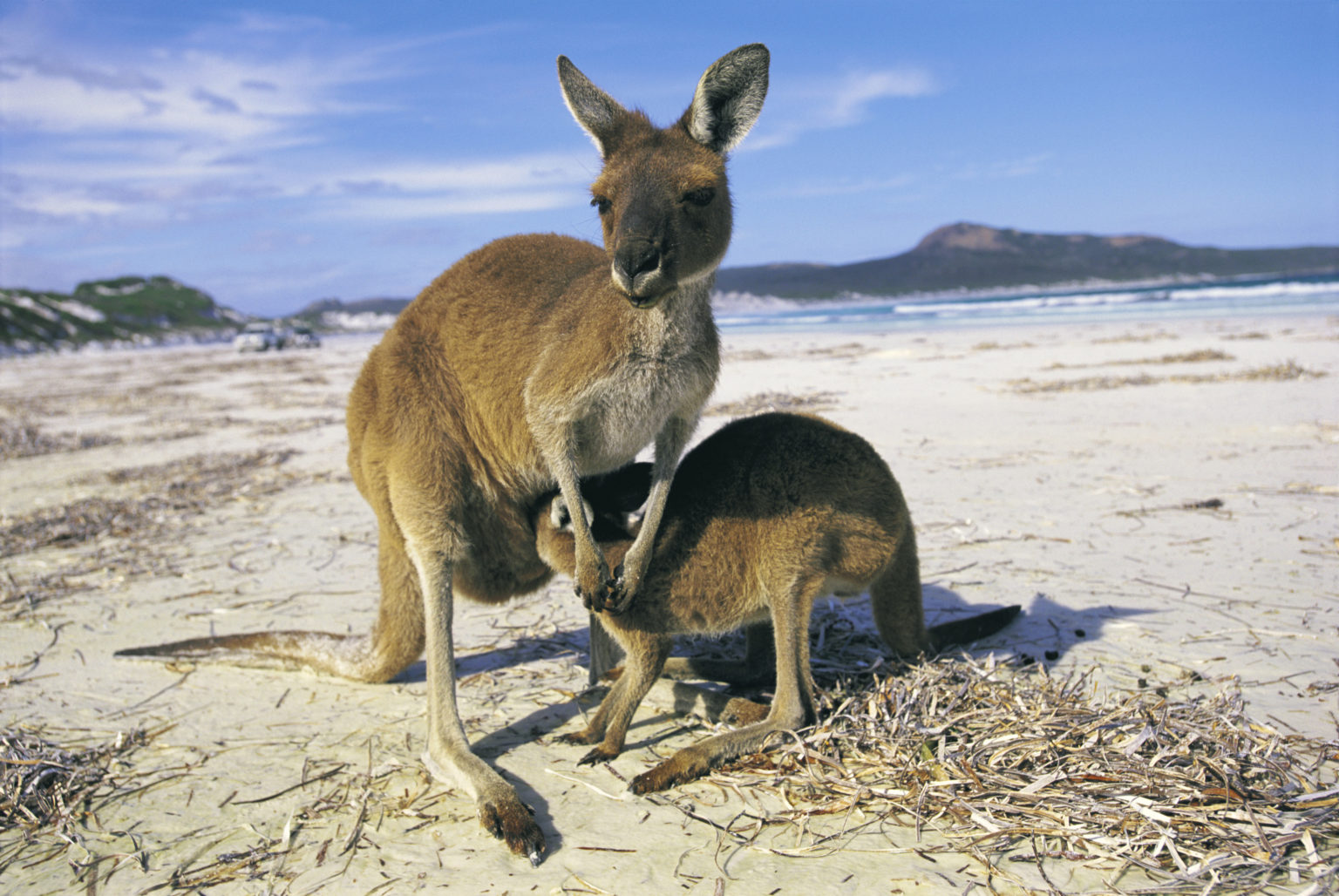 Gobi Desert Fossil Dig - Australian Geographic