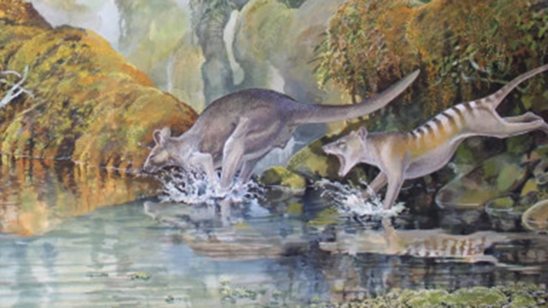 Meet Diprotodon, Australia's prehistoric migratory marsupial ...