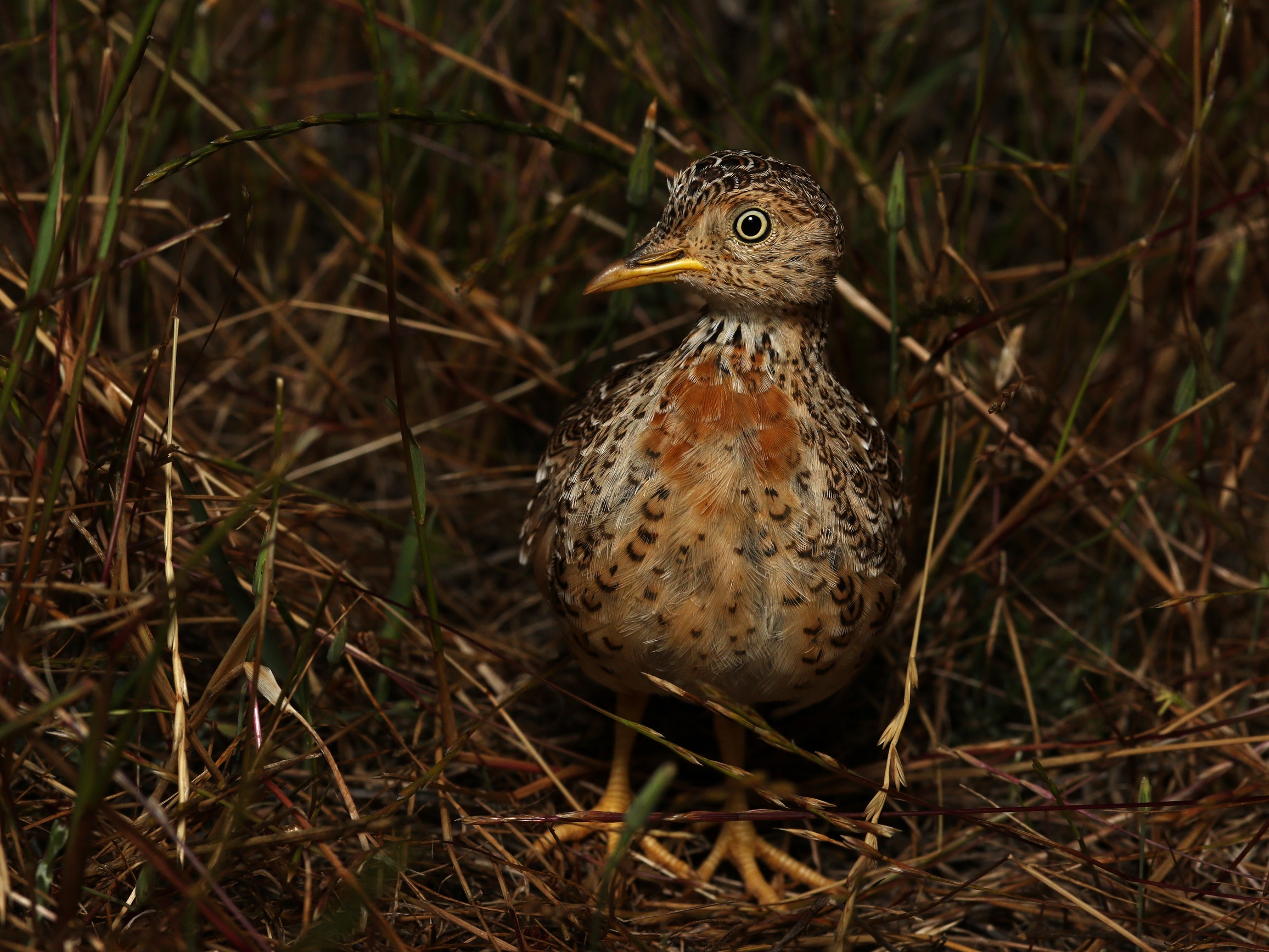 Population boom for one of the world's most unique and endangered birds ...