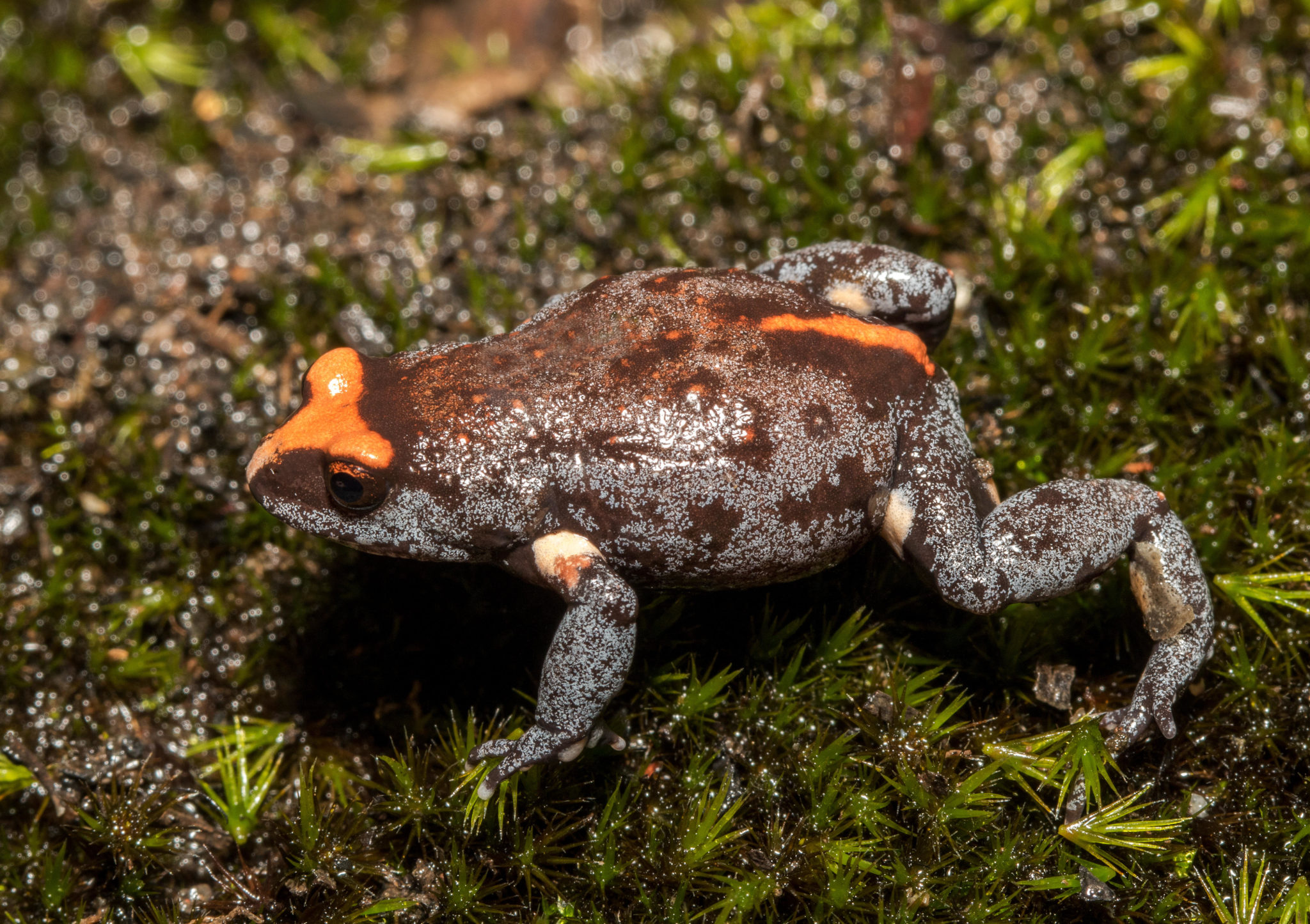 Sydneysiders: don’t sleep on the red-crowned toadlet | AusGeo