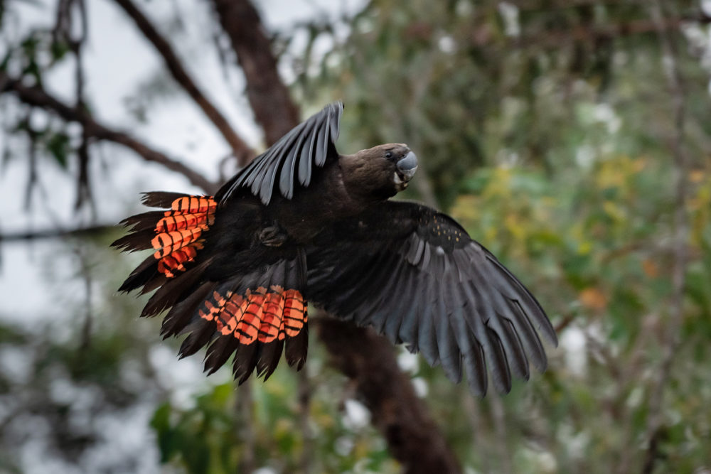 Glossy black-cockatoo spotted in Northern Rivers after months of ...