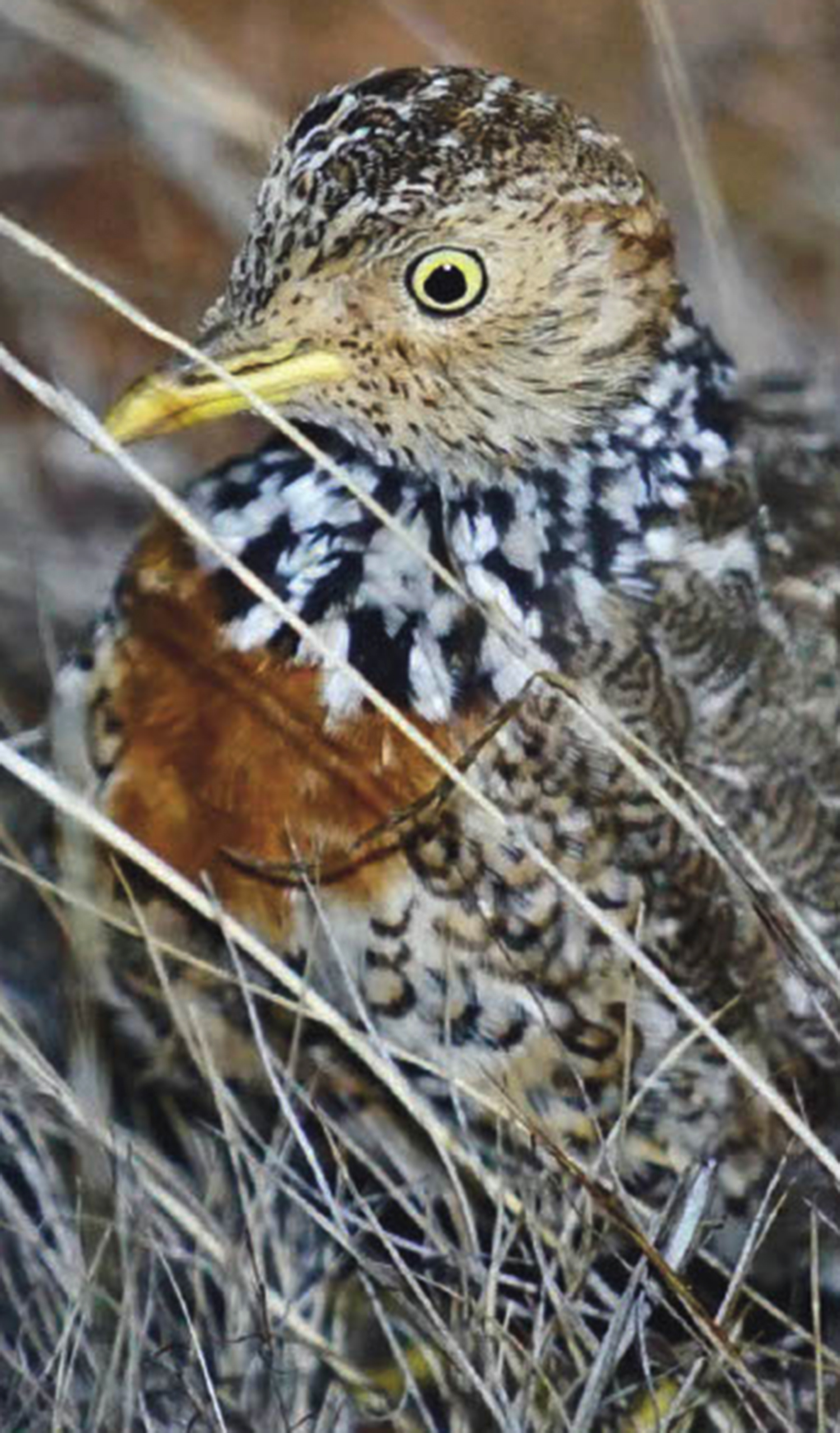 Population boom for one of the world's most unique and endangered birds ...