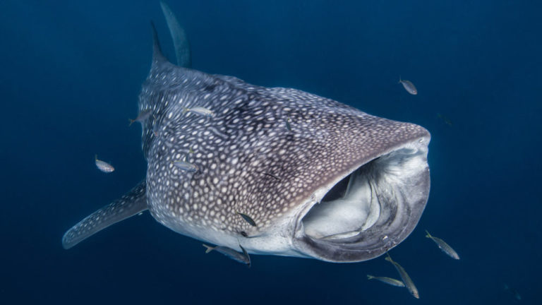 Whale shark dethrones kodiak bear as world's largest omnivore ...