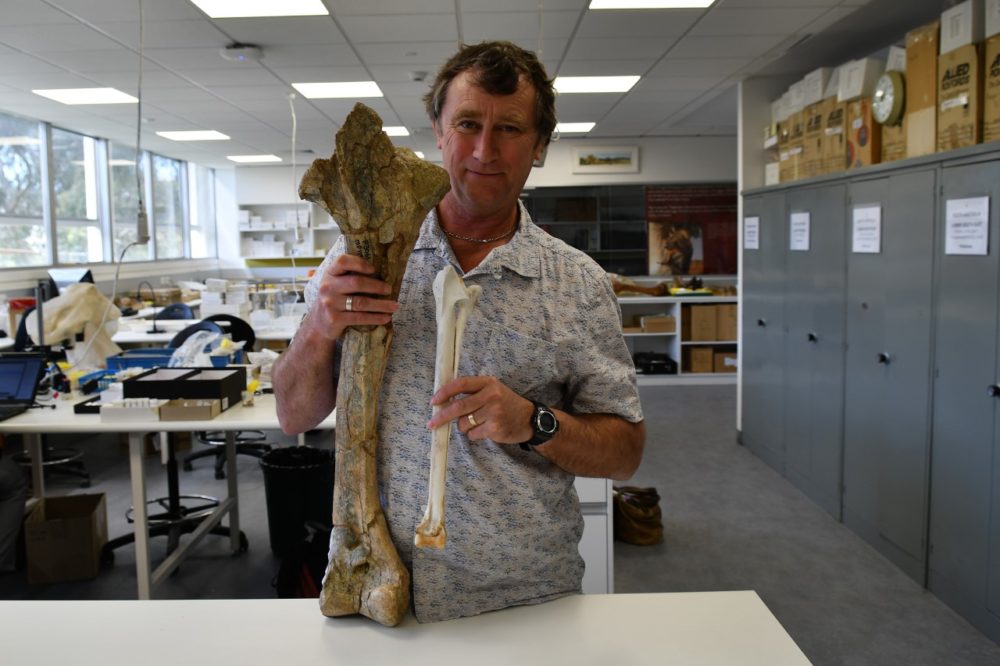 Thunder bird's big bones reveal reason for extinction - Australian ...