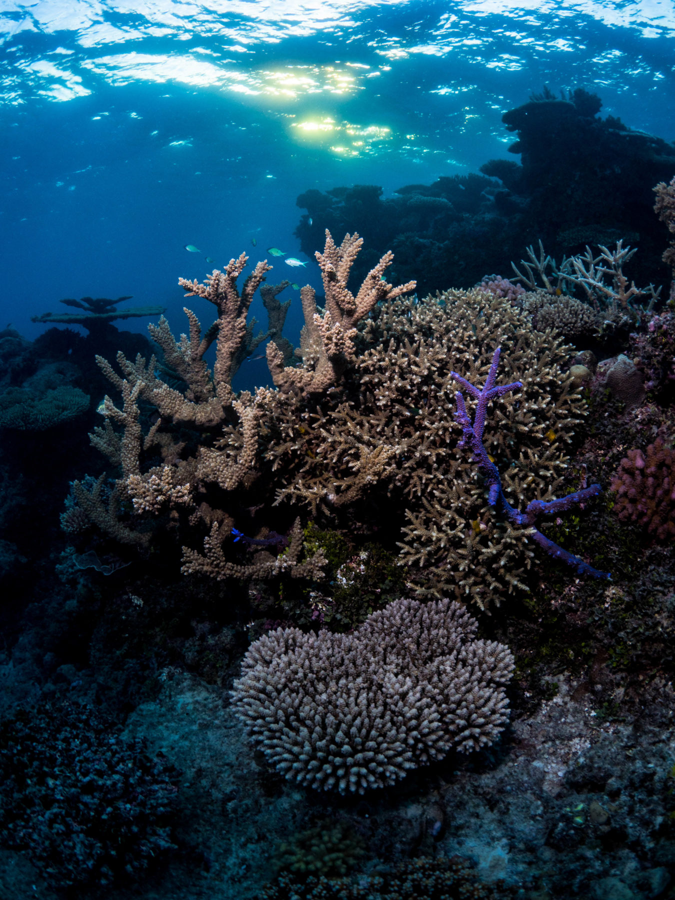 After dark: corals shine bright on the Great Barrier Reef at night ...