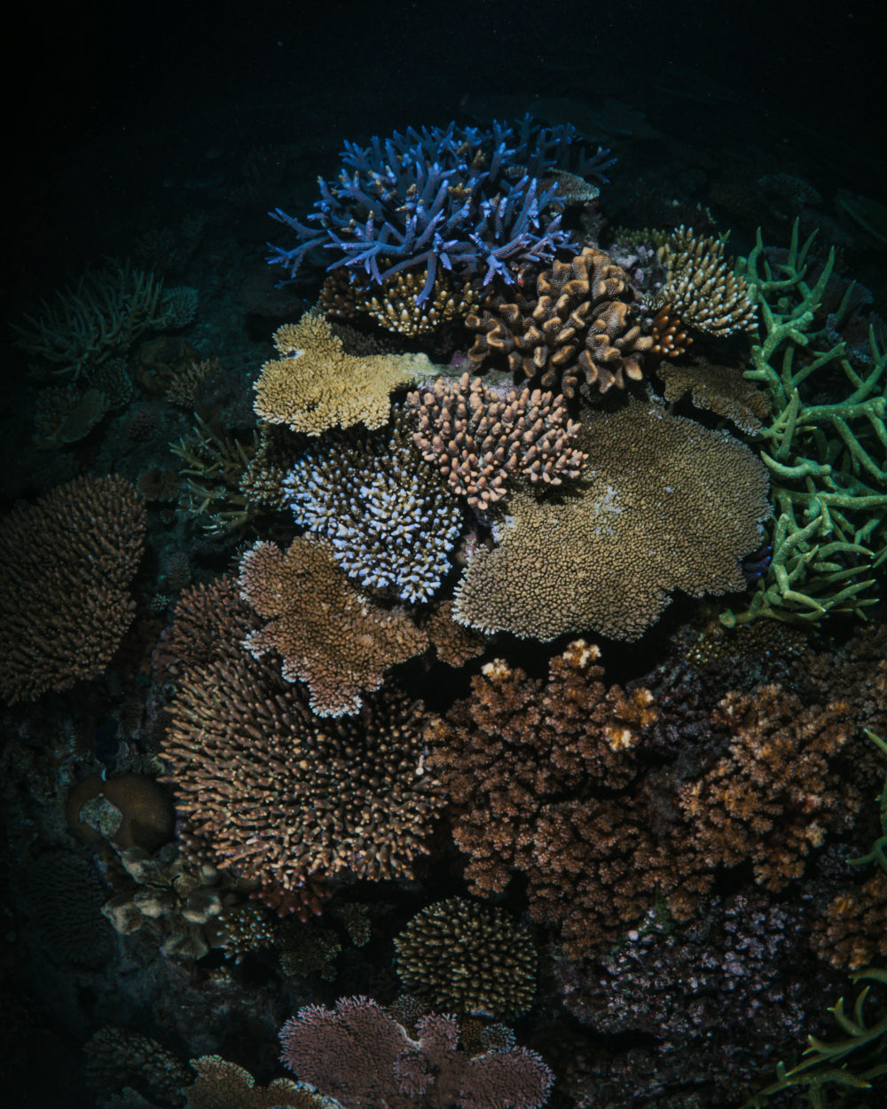 After dark: corals shine bright on the Great Barrier Reef at night ...