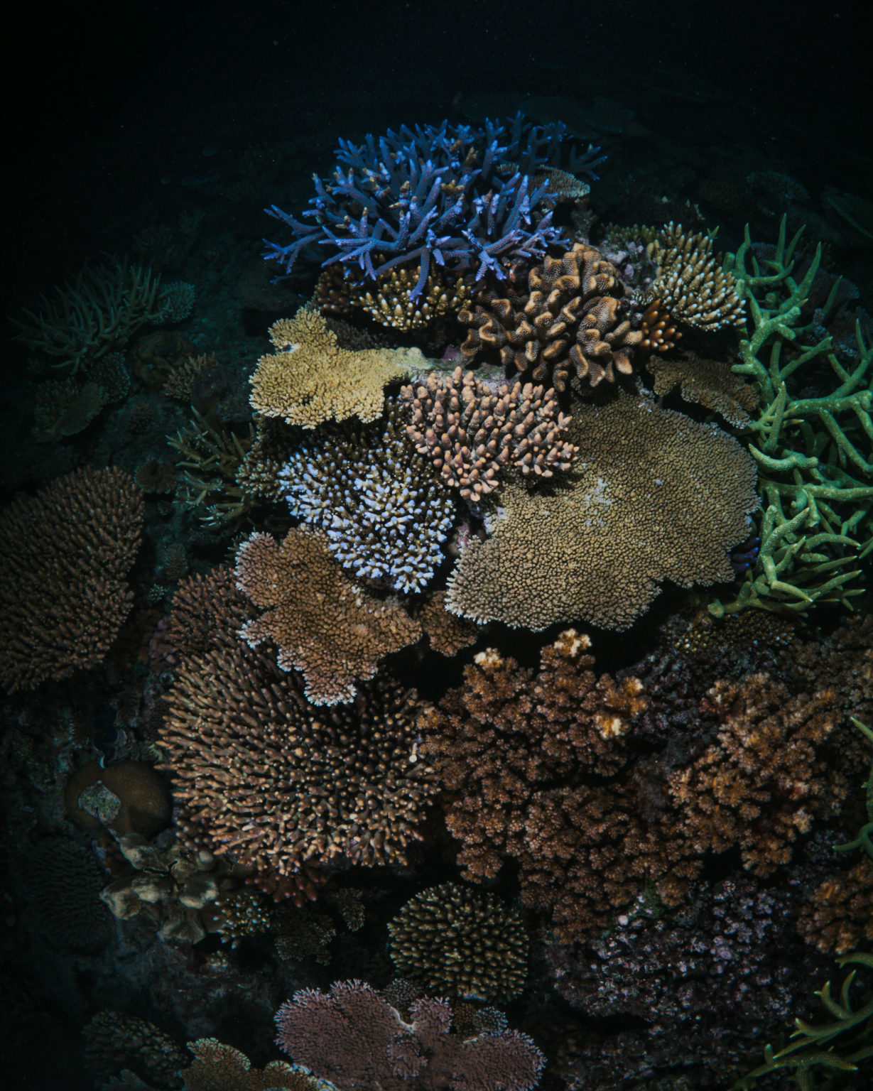 After dark: corals shine bright on the Great Barrier Reef at night ...
