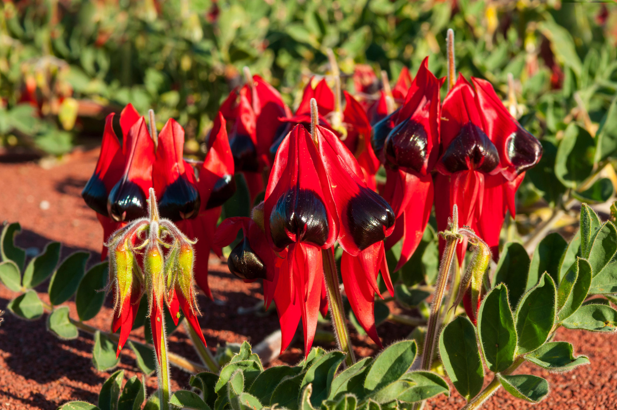 Time capsules: Australia's remarkable native seeds have an ancient and ...