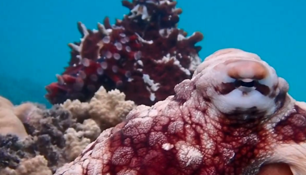 Caught on film: octopus couple tango to two very different tunes ...