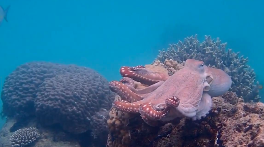 Caught on film: octopus couple tango to two very different tunes ...