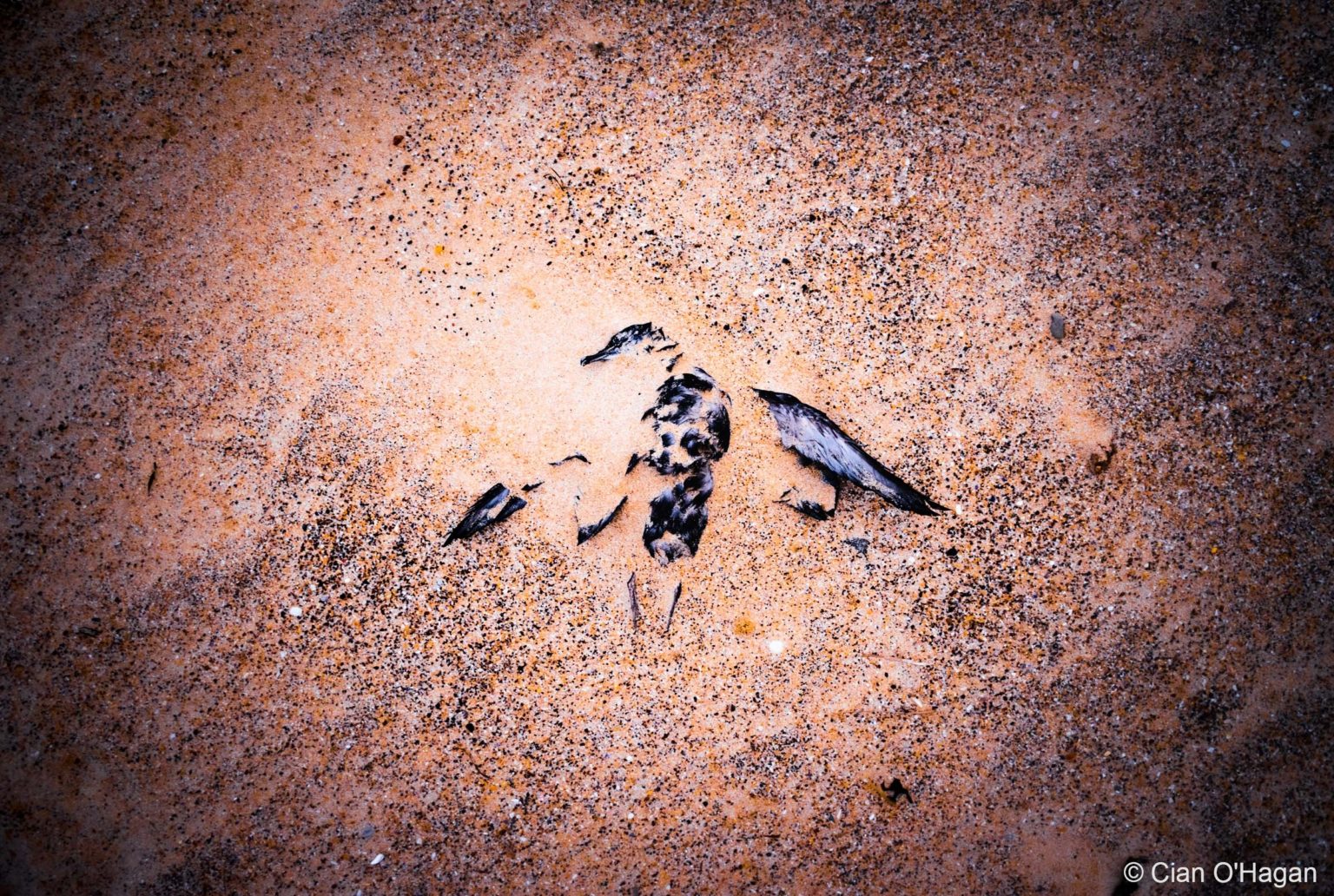 Winners: Australian Geographic Nature Photographer of the Year 2022 ...