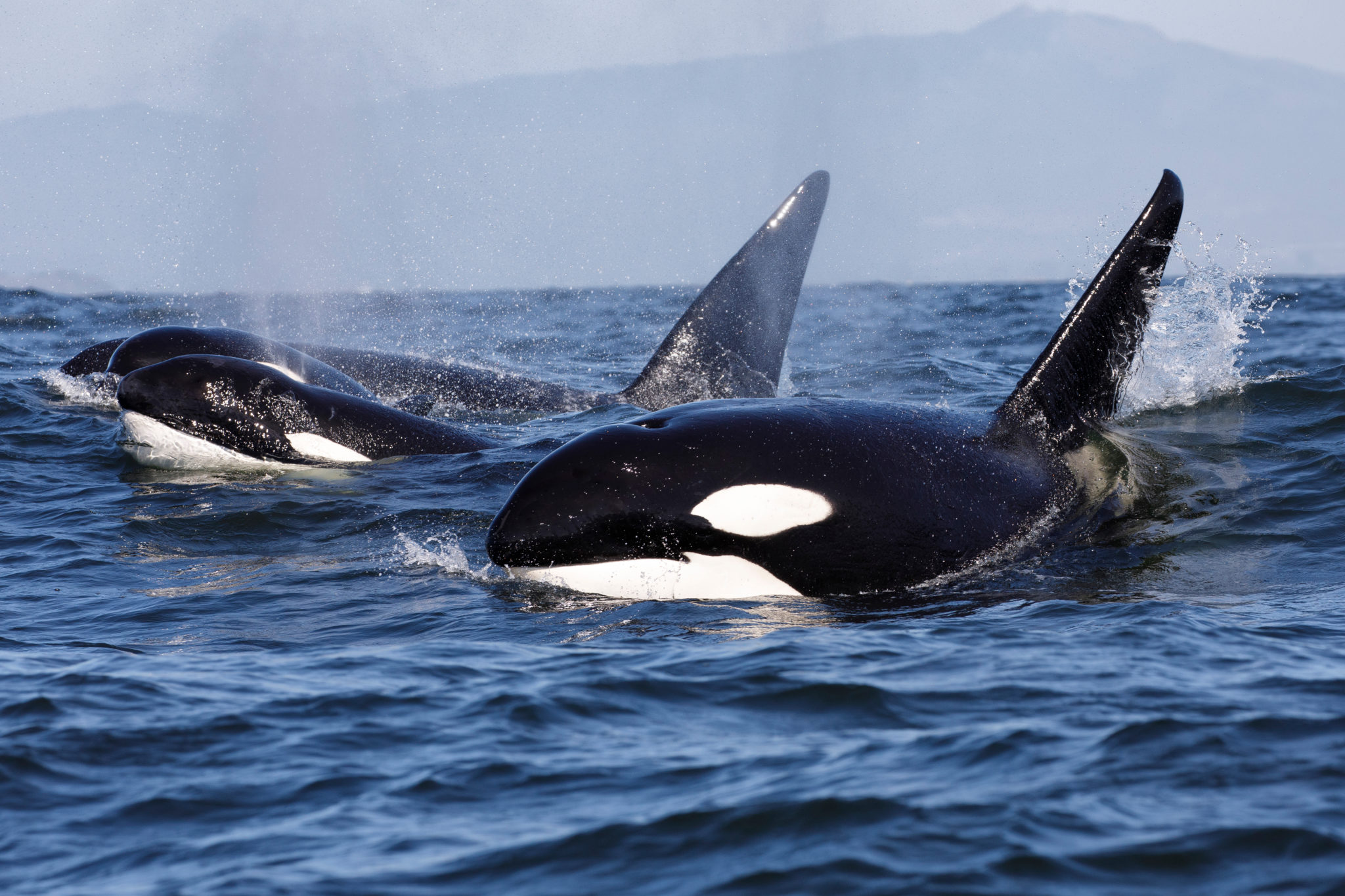 Fact File: Orca (Orcinus orca) - Australian Geographic