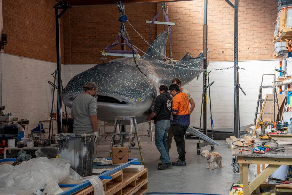 Shark out of water: the model makers bringing our finned friends to ...