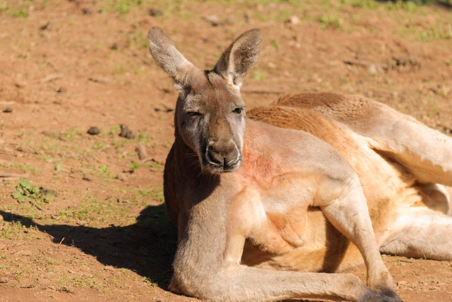 Why roos attack and what you should do to avoid it - Australian Geographic