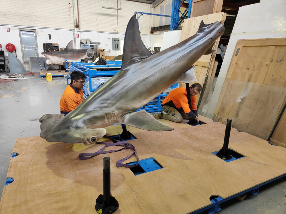 Shark out of water: the model makers bringing our finned friends to ...