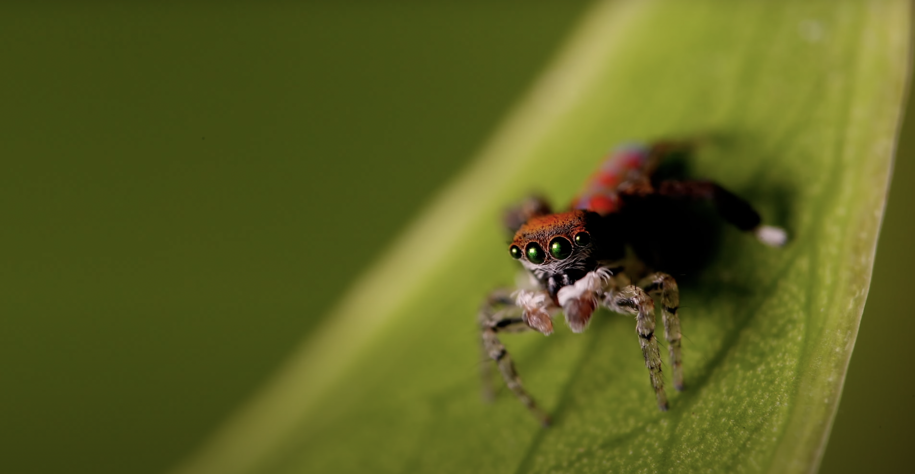 Tiny wonders Down Under: watch this footage of enchanting little Aussie ...