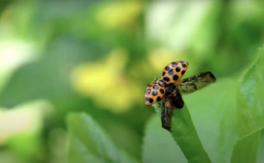 Tiny wonders Down Under: watch this footage of enchanting little Aussie ...