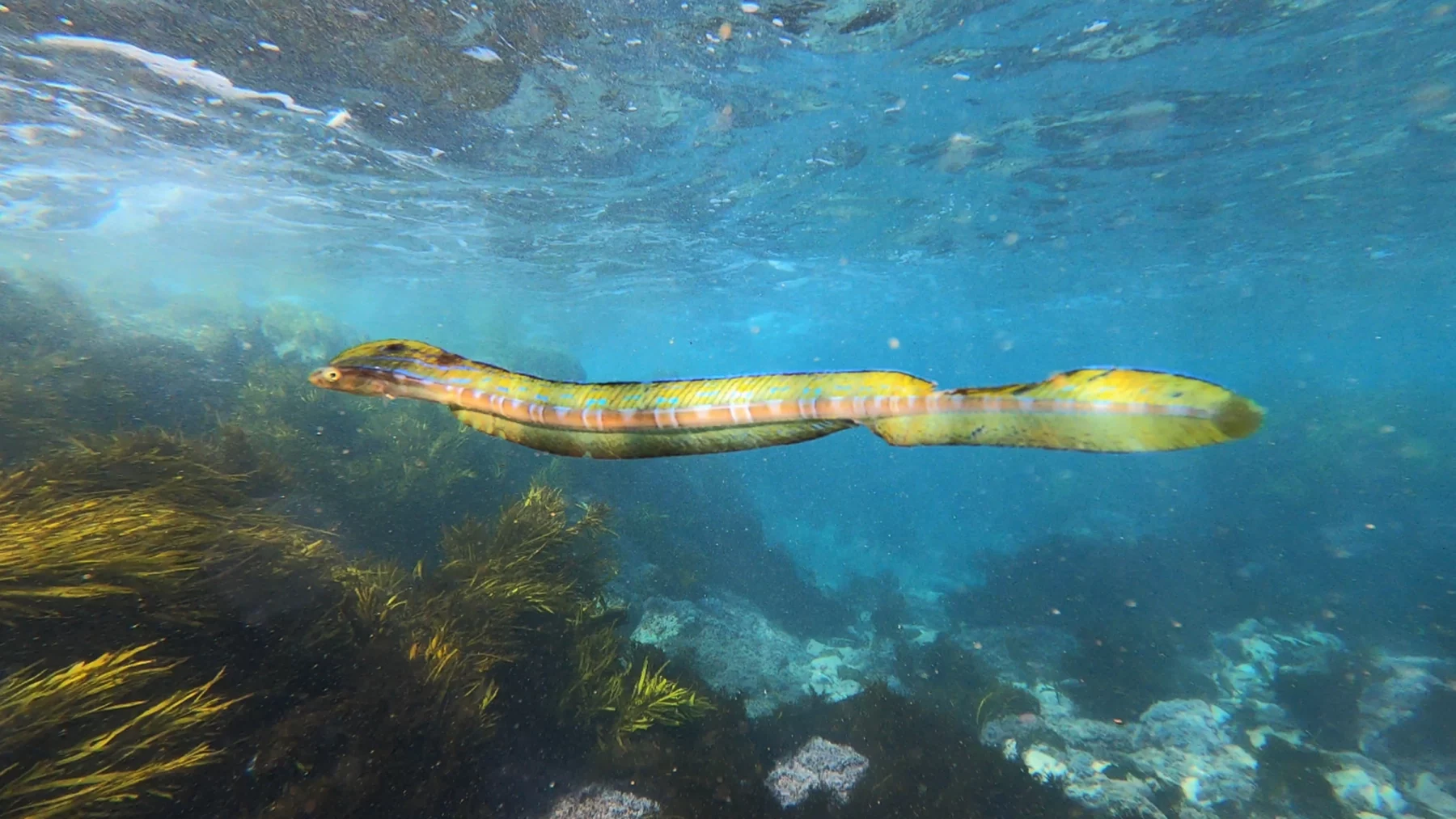 Thousands of photos captured by everyday Australians reveal the secrets ...