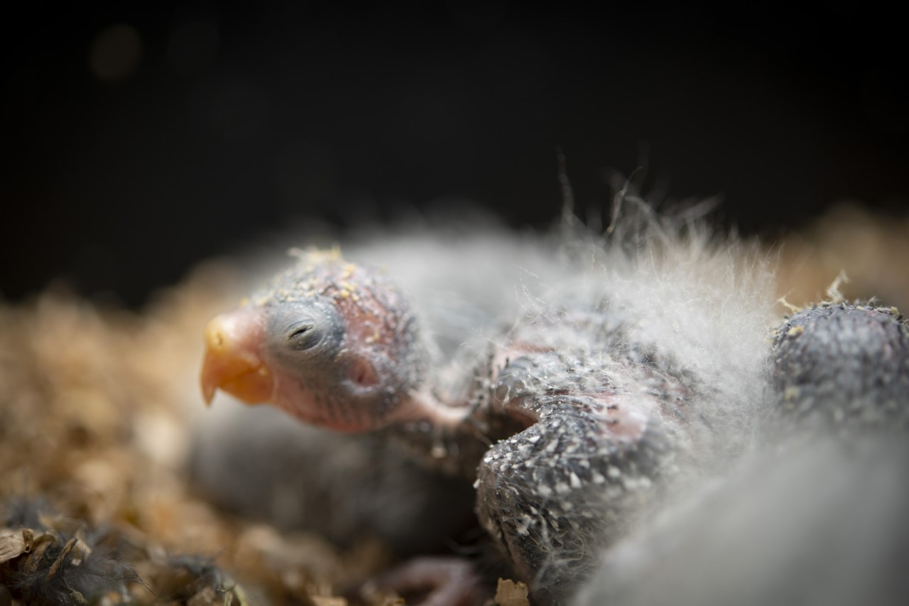 Inside Tasmania's orange-bellied parrot captive breeding program ...