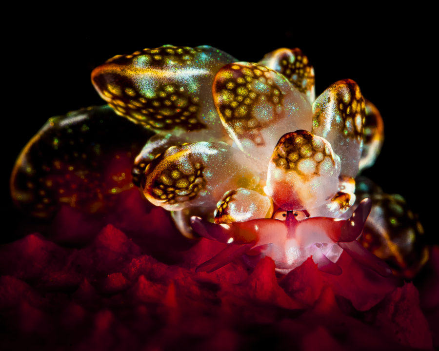 'Nudibranch hunter' shares stunning images of colourful and quirky sea ...