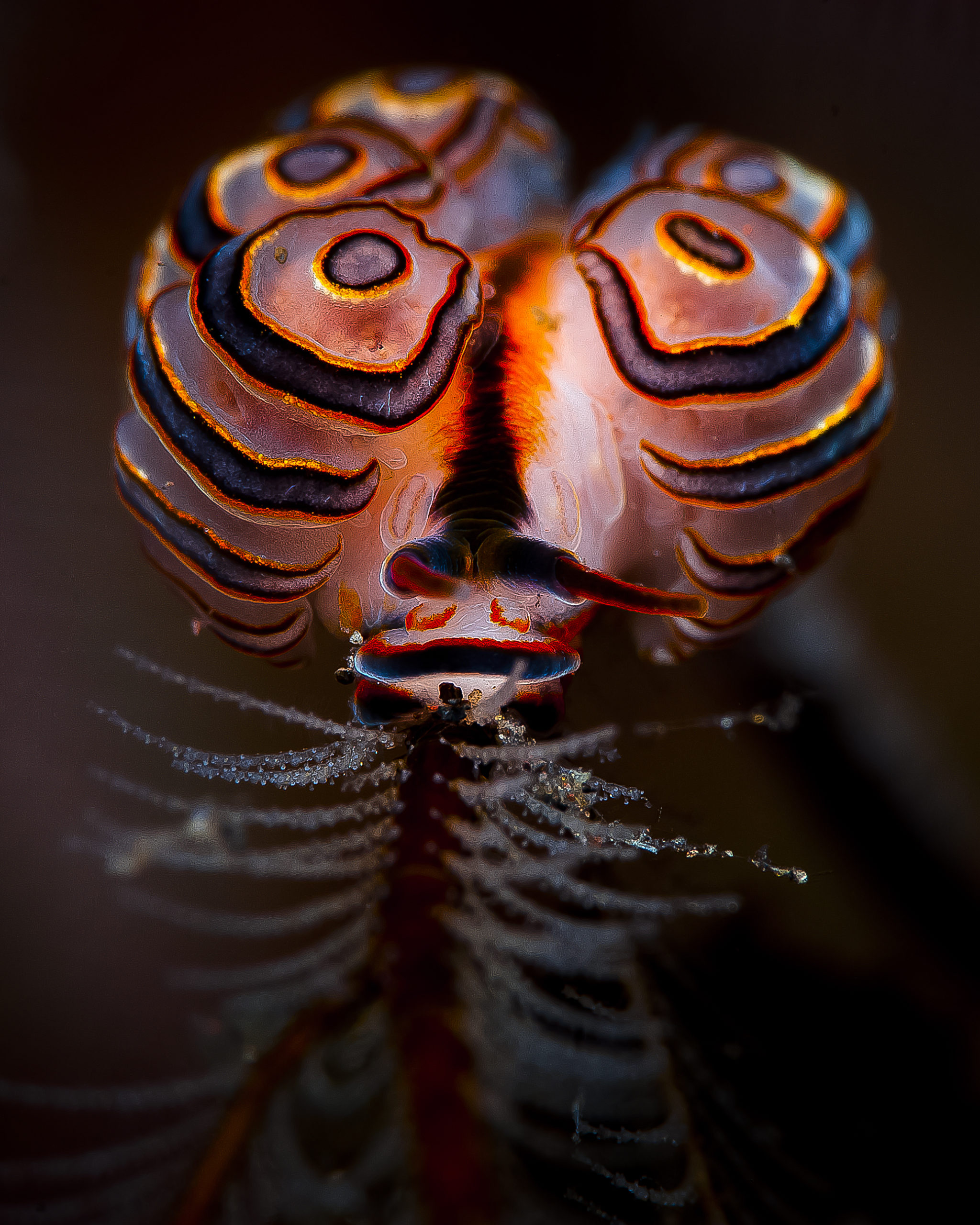 'Nudibranch hunter' shares stunning images of colourful and quirky sea ...