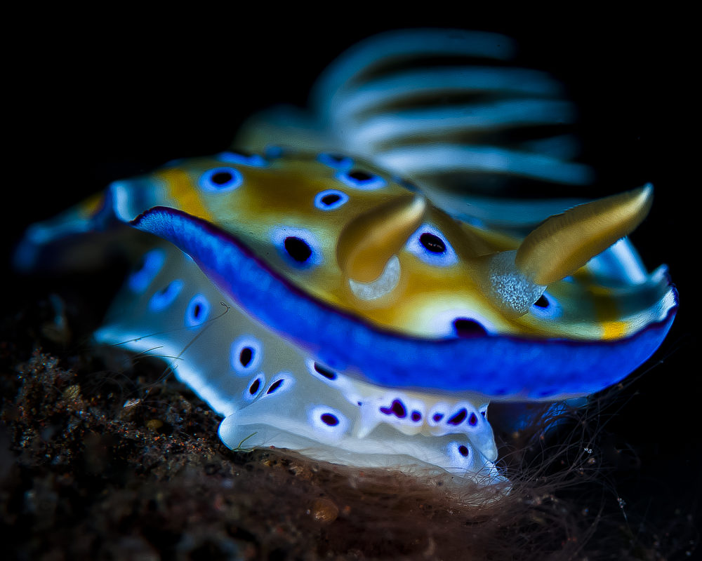 'Nudibranch hunter' shares stunning images of colourful and quirky sea ...