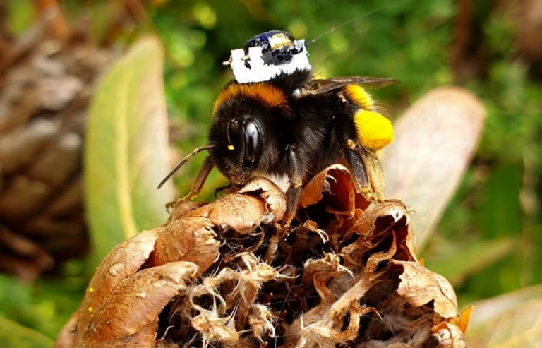 Move over, honeybees: Aussie native bees steal the show with unique ...