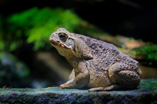 Fact file: Cane toad (Rhinella marina) - Australian Geographic