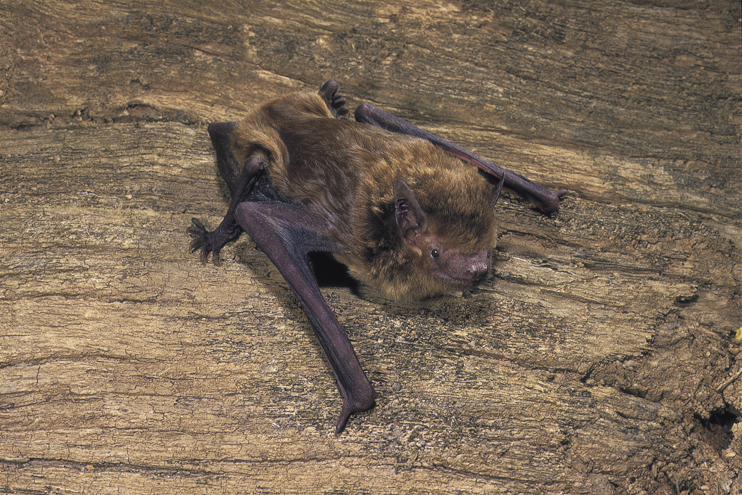 Holy Halloween Batman... or are you a Count Dracula? - Australian ...