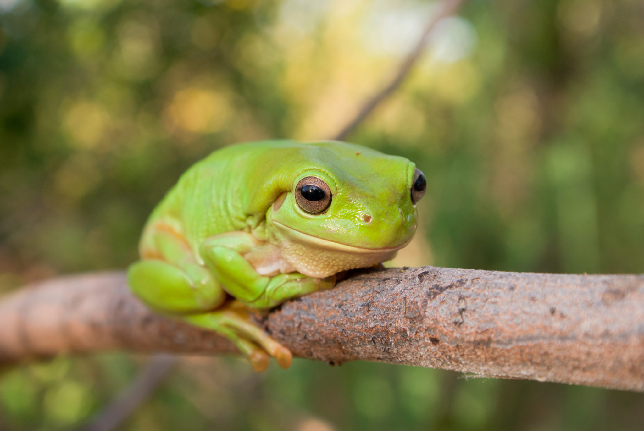 It’s a tiny bat buffet for green (or blue?) tree frogs - Australian ...