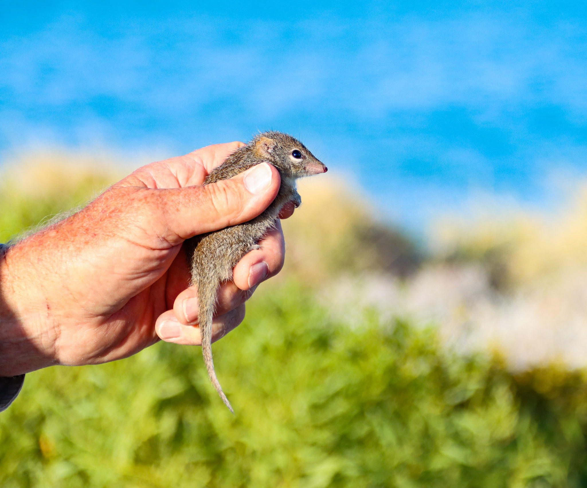 Dibbler homecoming: rare marsupial released on island haven ...