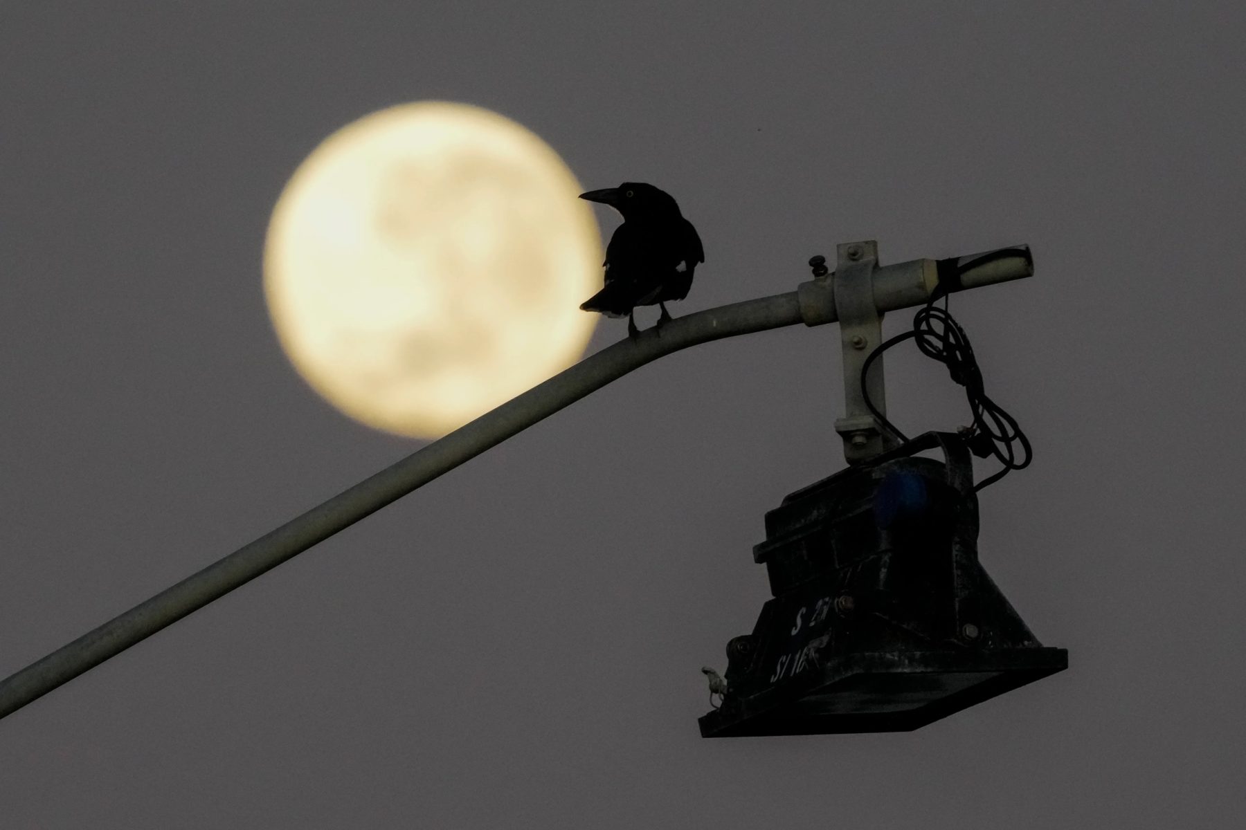 Raptors are becoming successful city slickers - Australian Geographic