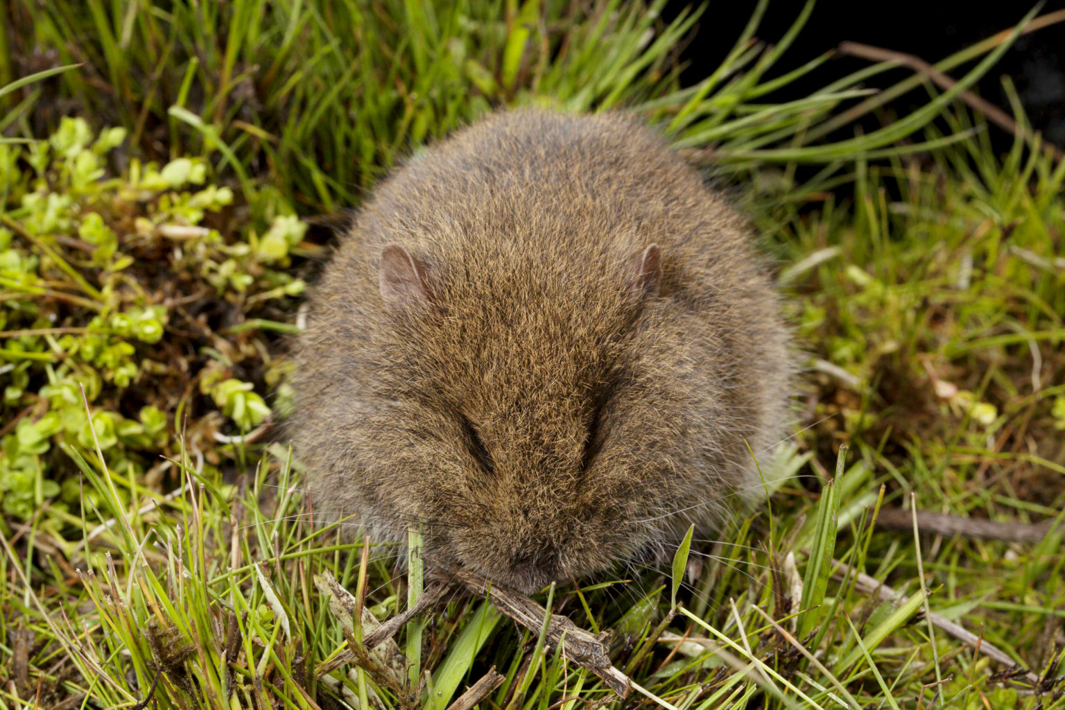 Fact file: Broad-toothed rat (Mastacomys fuscus) - Australian Geographic