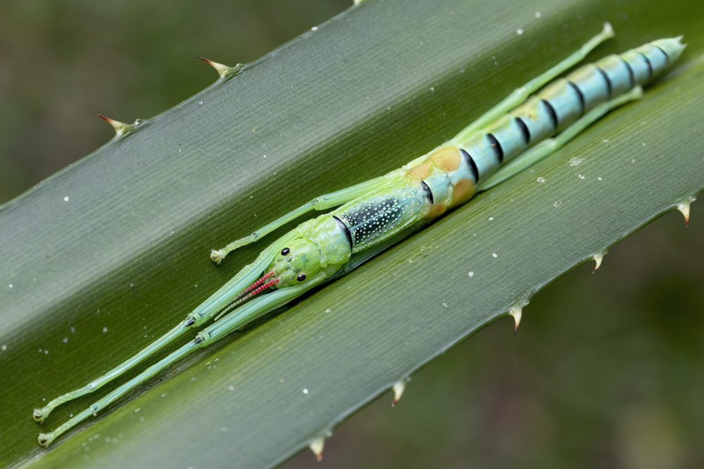 This insect shoots peppermint at predators from a pair of cannons ...