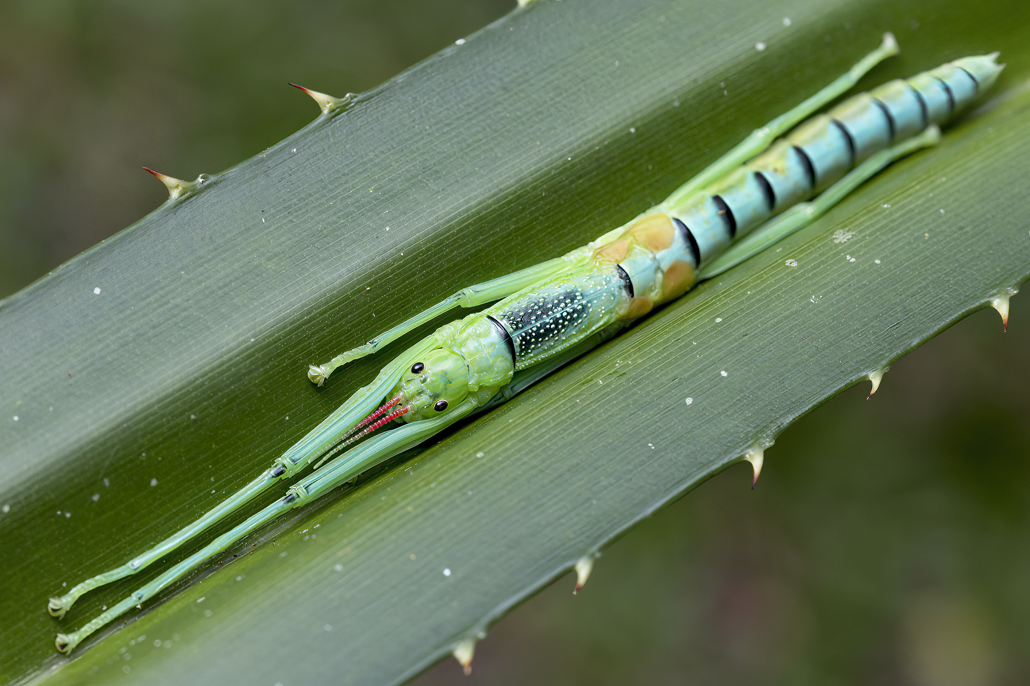 Meet the peppermint stick insect - Australian Geographic