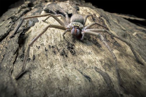This giant spider actually exists - Australian Geographic