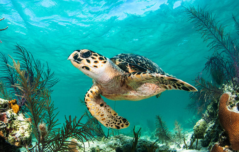 15 fabulous facts about sea turtles - Australian Geographic