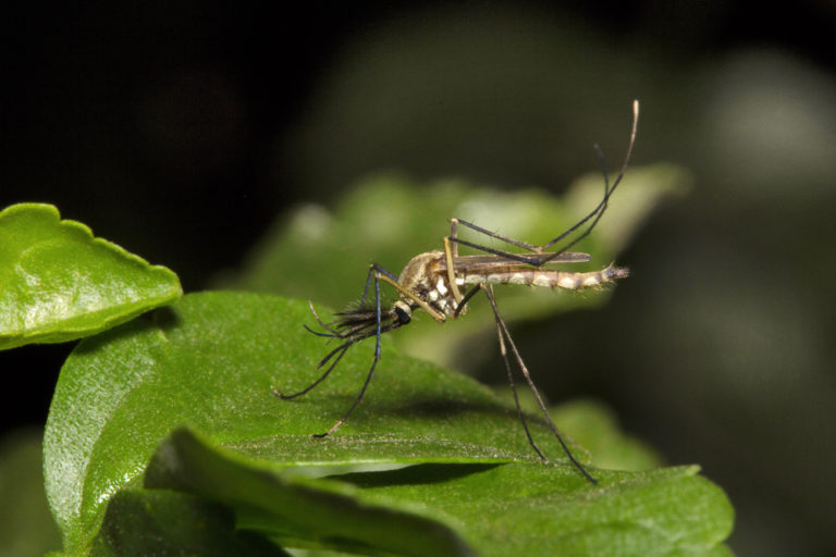 Fact file: Mosquito (Culicidae) - Australian Geographic