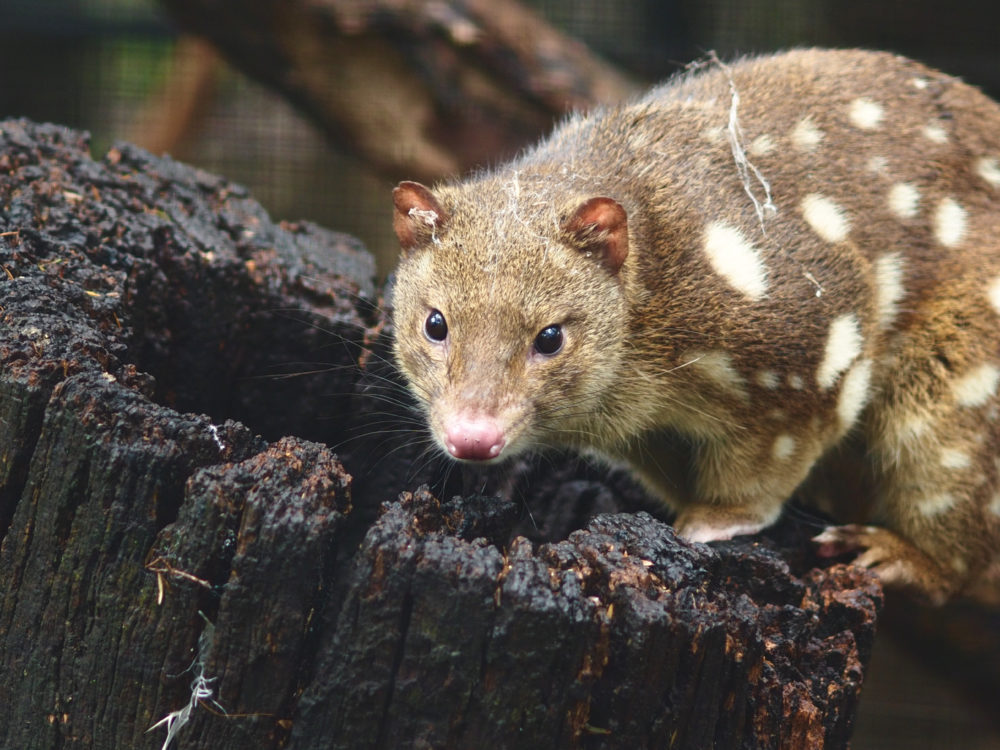 Spotted-tail quoll - Australian Geographic