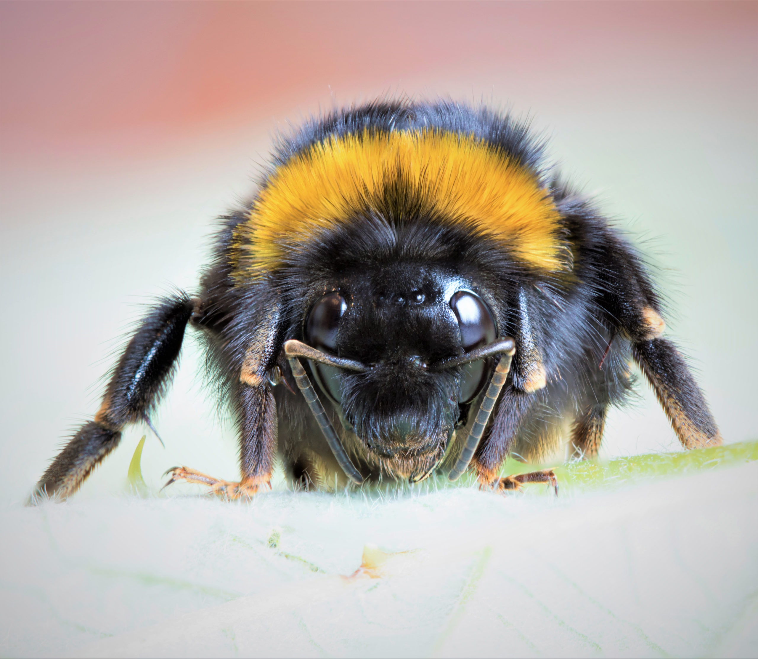 Bumblebees with backpacks - Australian Geographic