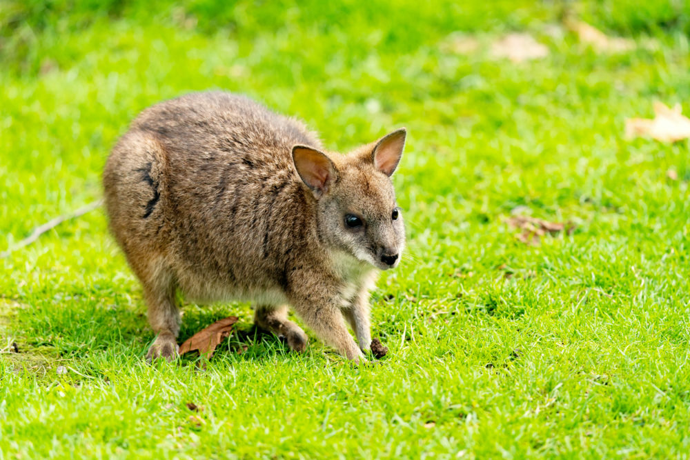 Five Australian species at immediate risk of extinction - Australian ...
