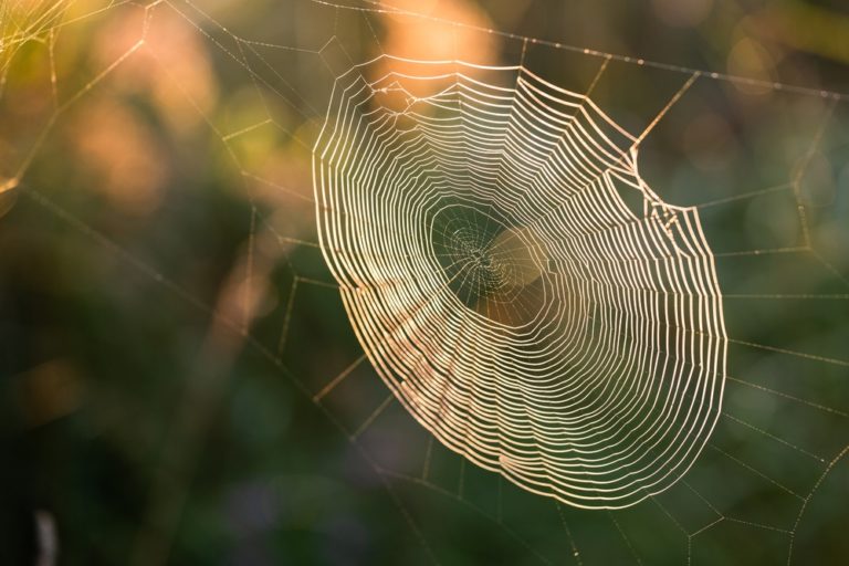 Unspinning the secrets of spider webs - Australian Geographic